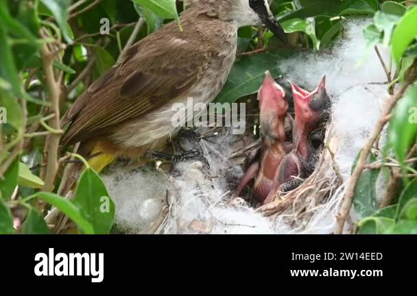 4 day old new born of baby birds in a nest of yellow-vented bulbul ...