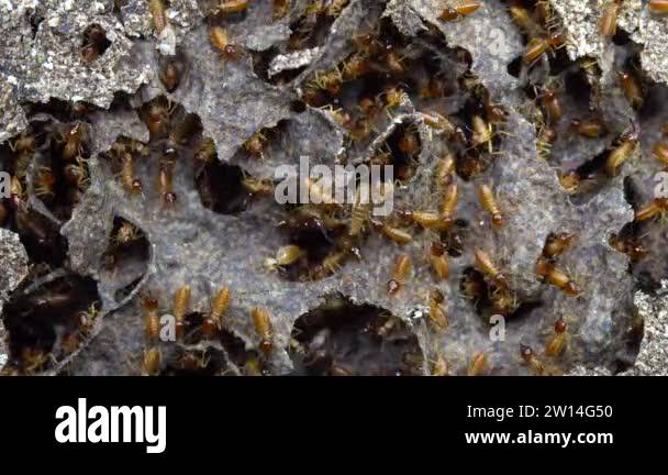 video of Nasute Termites defending break in nest, tropical rainforest ...