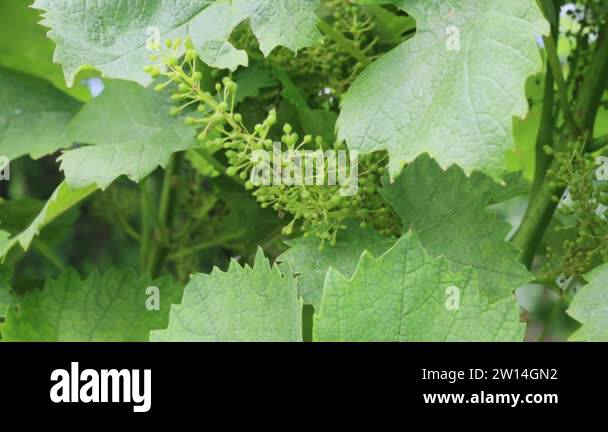 Young small bunch of grapes and young fresh grape leaves growing on ...
