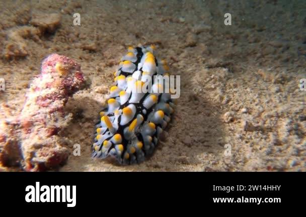 Nudibranch phyllidie mollusc sea slug with round on seabed of ...