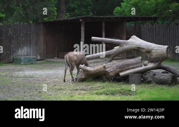 A young deer in an aviary plucks weed sprouted under a fallen dry log ...