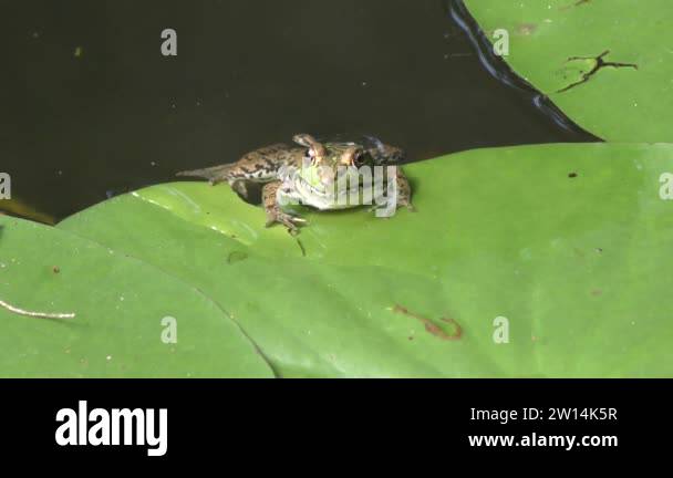 Pack frogs Stock Videos & Footage - HD and 4K Video Clips - Alamy