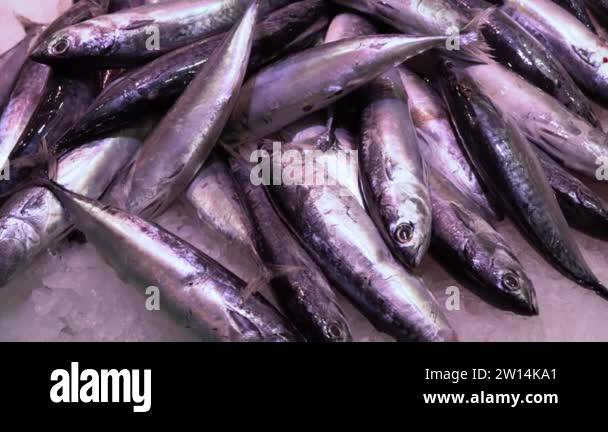 Tuna seafood counter Stock Videos & Footage - HD and 4K Video Clips - Alamy