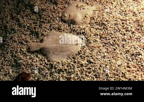 Sole fish sand sole Stock Videos & Footage - HD and 4K Video Clips - Alamy
