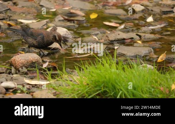 Finding insects Stock Videos & Footage - HD and 4K Video Clips - Alamy