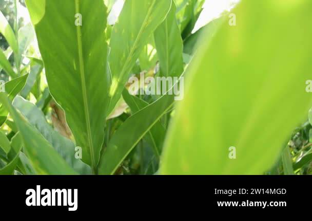The leaves of galangal trees grow densely under sunlight that shining ...