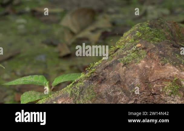 Very small ants Stock Videos & Footage - HD and 4K Video Clips - Alamy