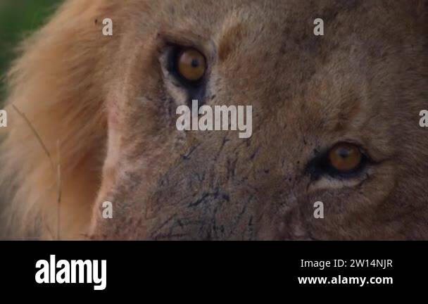 lion with a blood-smeared mouth eats the freshly torn prey of a buffalo ...