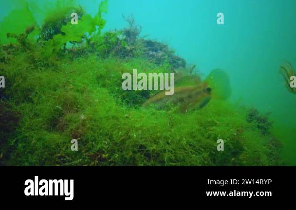 Reproduction Ocellated wrasse (Symphodus ocellatus), the fish built a ...