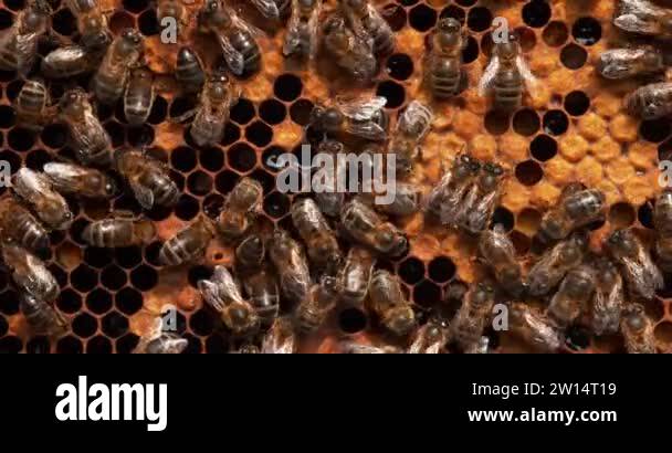 European Honey Bees, apis mellifera, Bee Hive in Normandy, Real Time 4K ...