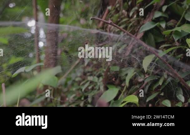 A spider with long legs sits on a web. Forest predatory insect. Dense ...
