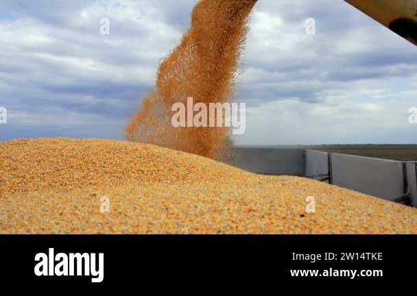 Combine Harvester Auger Unloading Harvested Corn into Trailer. Corn ...