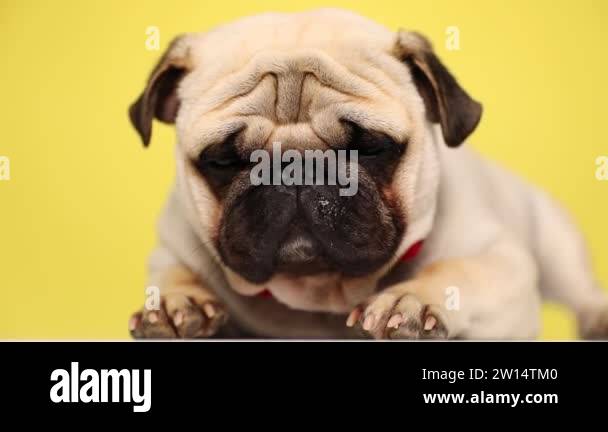 cute sleepy pug dog is wearing a red bowtie, lying down, blinking ...