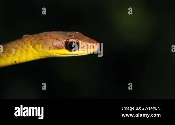 video of snake showing tongue, Olive whipsnake, Chironius fuscus Stock ...