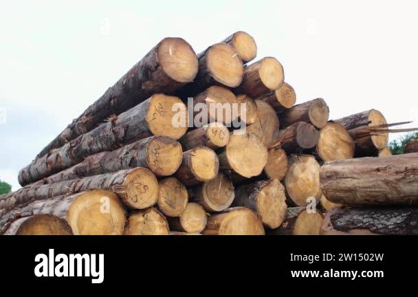 Wood woods wooden tree lumber trees Stock Videos & Footage - HD and 4K ...