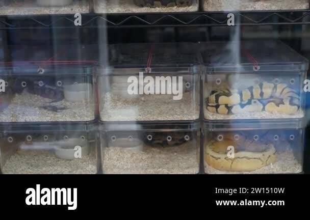 Snakes in plastic boxes Stock Videos & Footage - HD and 4K Video Clips ...