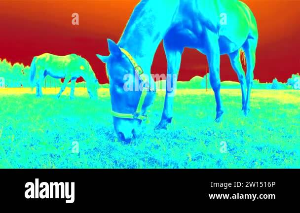 Infrared camera animal Stock Videos & Footage - HD and 4K Video Clips ...