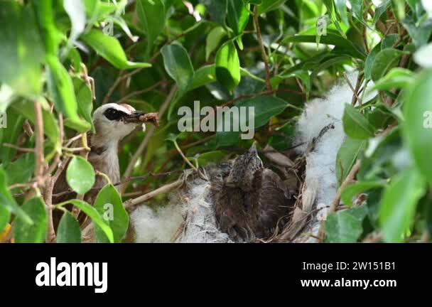8 day old new born of baby birds in a nest of yellow-vented bulbul ...
