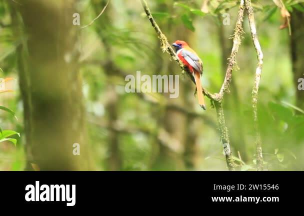 Borneo endemic birds Stock Videos & Footage - HD and 4K Video Clips - Alamy