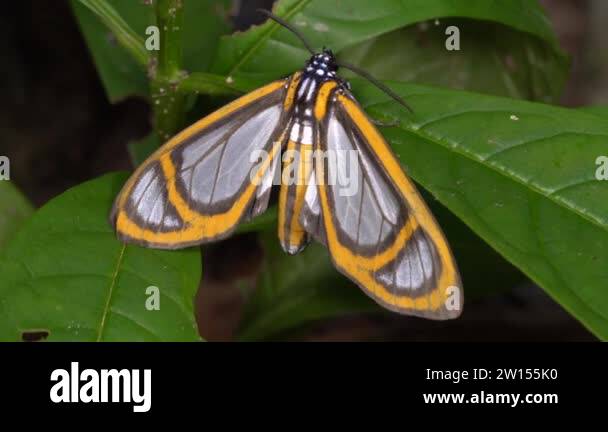 Mimicry evolution Stock Videos & Footage - HD and 4K Video Clips - Alamy