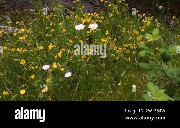 Field of dasies Stock Videos & Footage - HD and 4K Video Clips - Alamy
