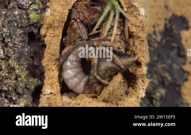 Spider wasp larva Stock Videos & Footage - HD and 4K Video Clips - Alamy