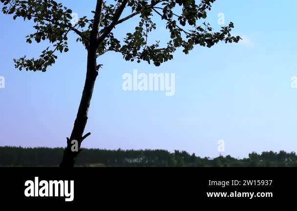 Black tree leaves waving, contrast silhouette on clear blue sky ...