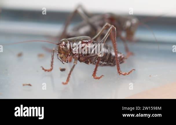 Grasshopper armor Stock Videos & Footage - HD and 4K Video Clips - Alamy