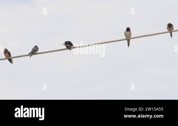 Swallow bird swallows birds Stock Videos & Footage - HD and 4K Video ...