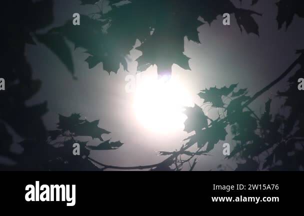 Sunny backlight warm color Stock Videos & Footage - HD and 4K Video ...