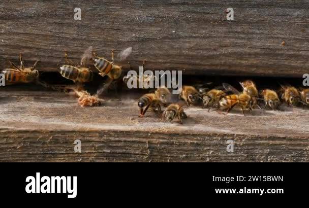 European Honey Bee, apis mellifera, cocoon of false ringworm released ...
