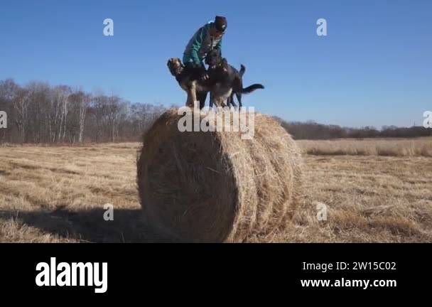 Two dogs and a girl having fun, balancing on a haystack. Black and ...
