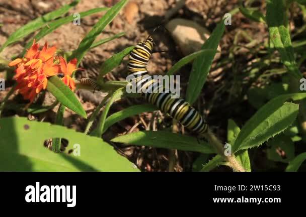 Monarch butterfly caterpillars milkweed Stock Videos & Footage - HD and ...