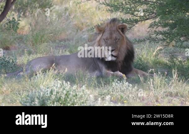 Laying under a tree Stock Videos & Footage - HD and 4K Video Clips - Alamy