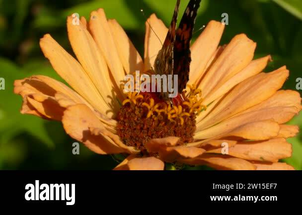 Peach colored flower lays in the sun and is home to feeding ground for ...