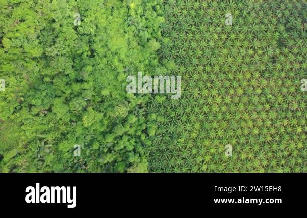 Oil palm trees plantation at the edge of tropical rainforest. Aerial ...