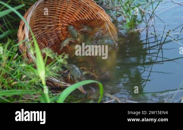 Crayfish basket Stock Videos & Footage - HD and 4K Video Clips - Alamy