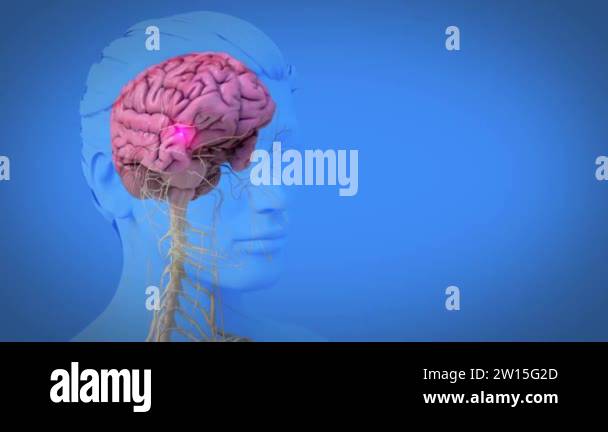 3D Medical animation of Human Head Rotating And Showing The Brain And ...