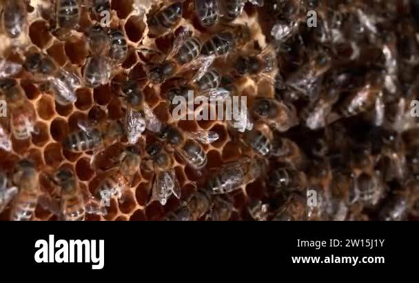 European Honey Bees, apis mellifera, Black Bees on a wild Ray, dance to ...