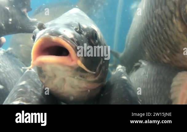 Live freshwater fish moves its mouth. Carp with scales swims in a large ...