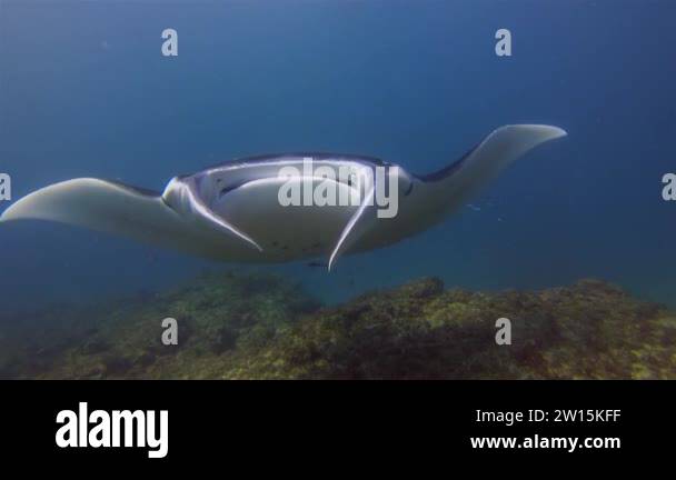 Graceful Manta Ray Close Up Swimming Overhead With Mouth Closed, Cephalic Fins Open & Fin Wings ...
