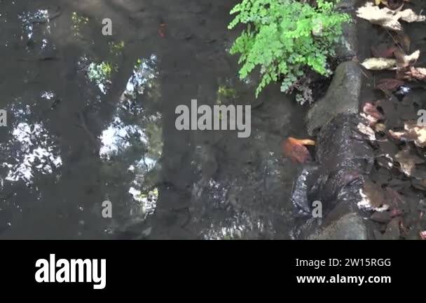 Reflections in a still stream Stock Videos & Footage - HD and 4K Video ...