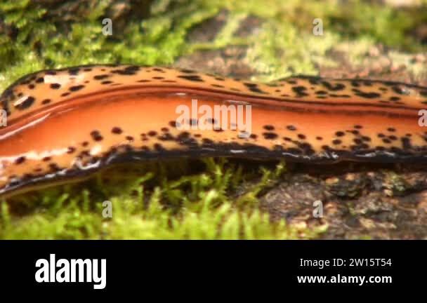 video of Giant land planarian worm the Ecuadorian Amazon Stock Video ...