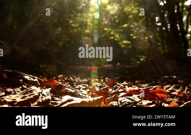 Tiny flies and bugs in forest. Fallen Autumn leaves and sun rays ...