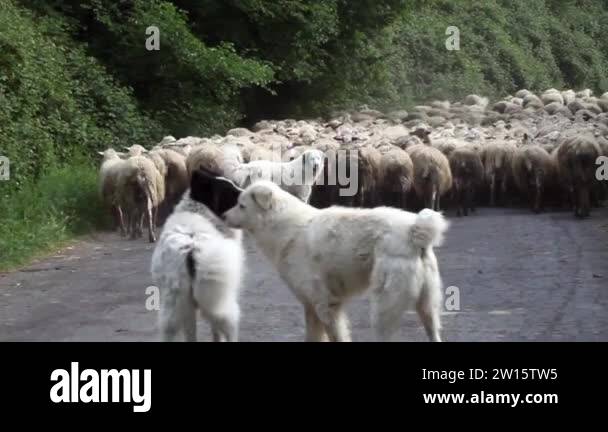 Sheep following shepherd Stock Videos & Footage - HD and 4K Video Clips ...
