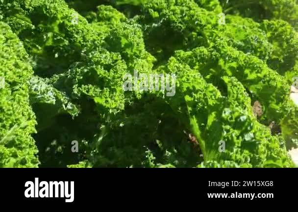 Blue curled kale Stock Videos & Footage - HD and 4K Video Clips - Alamy