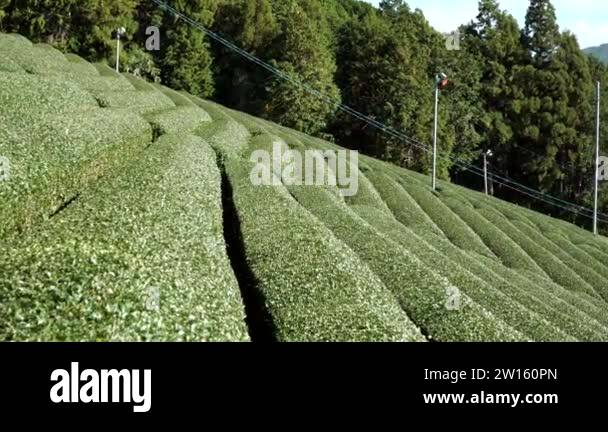 Beautiful tea fields Stock Videos & Footage - HD and 4K Video Clips - Alamy