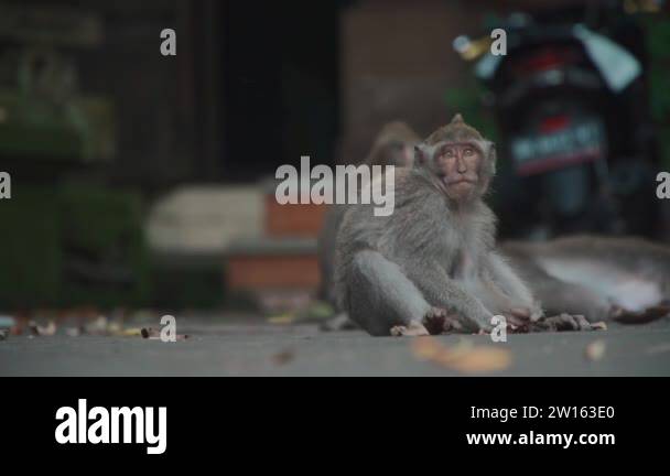 Monkey apes funny Stock Videos & Footage - HD and 4K Video Clips - Alamy