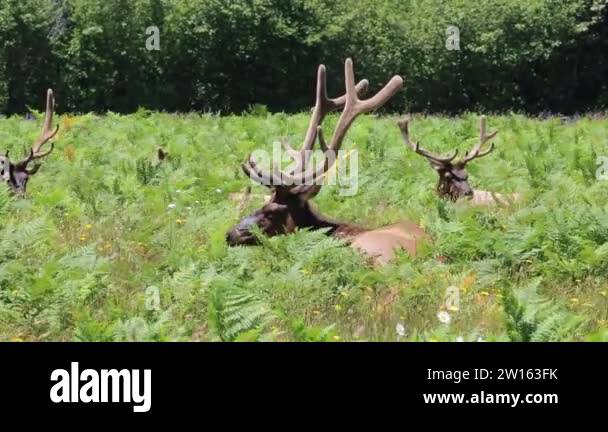 Redwood national park and animal Stock Videos & Footage - HD and 4K ...