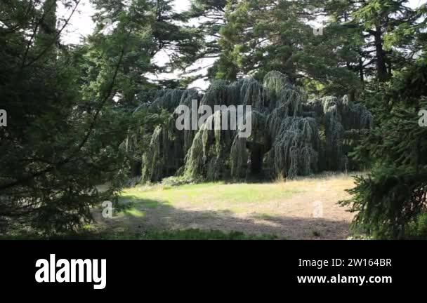 Atlas cedar or Cedrus atlantica Glauca Pendula. Coniferous evergreen ...